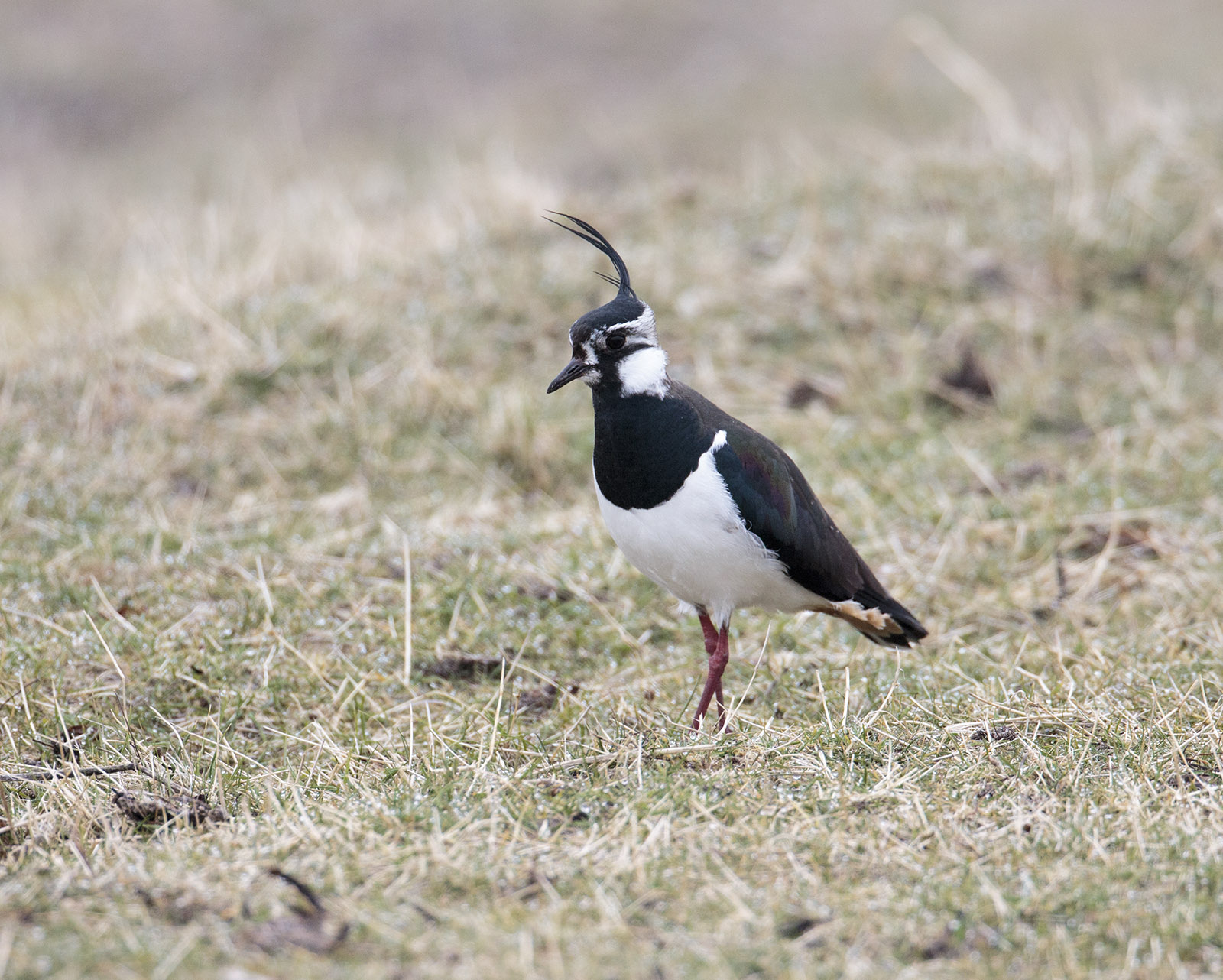 pewit: Lapwings