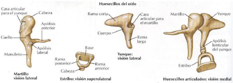 Anatomía del Oído: Oído Medio ~ Audiología didáctica para estudiantes