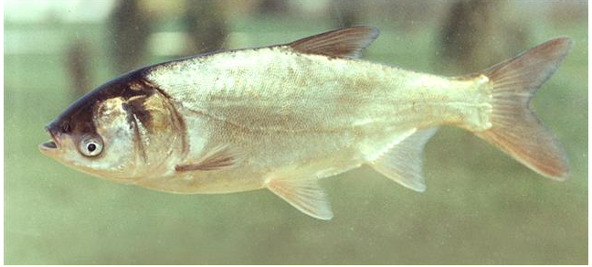 MAJOR FINFISH SPECIES CULTIVATED IN WORLD AQUACULTURE. - fisheriesindia.com
