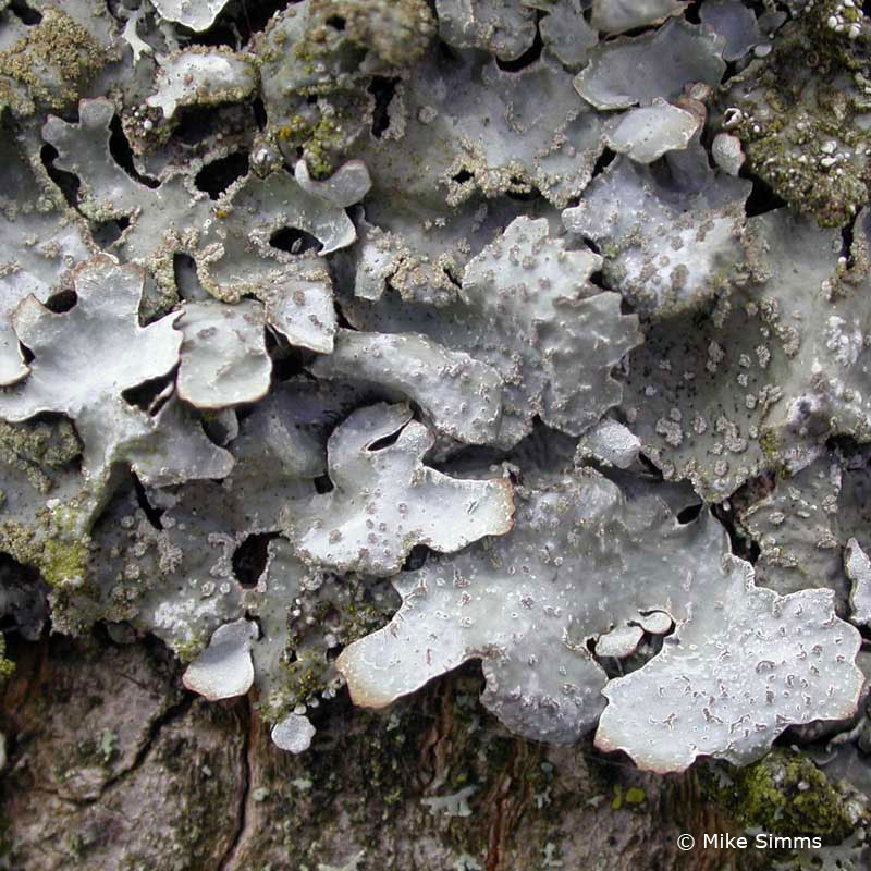 The Rainforest Fund Project: Distinguishing Punctelia subrudecta and ...