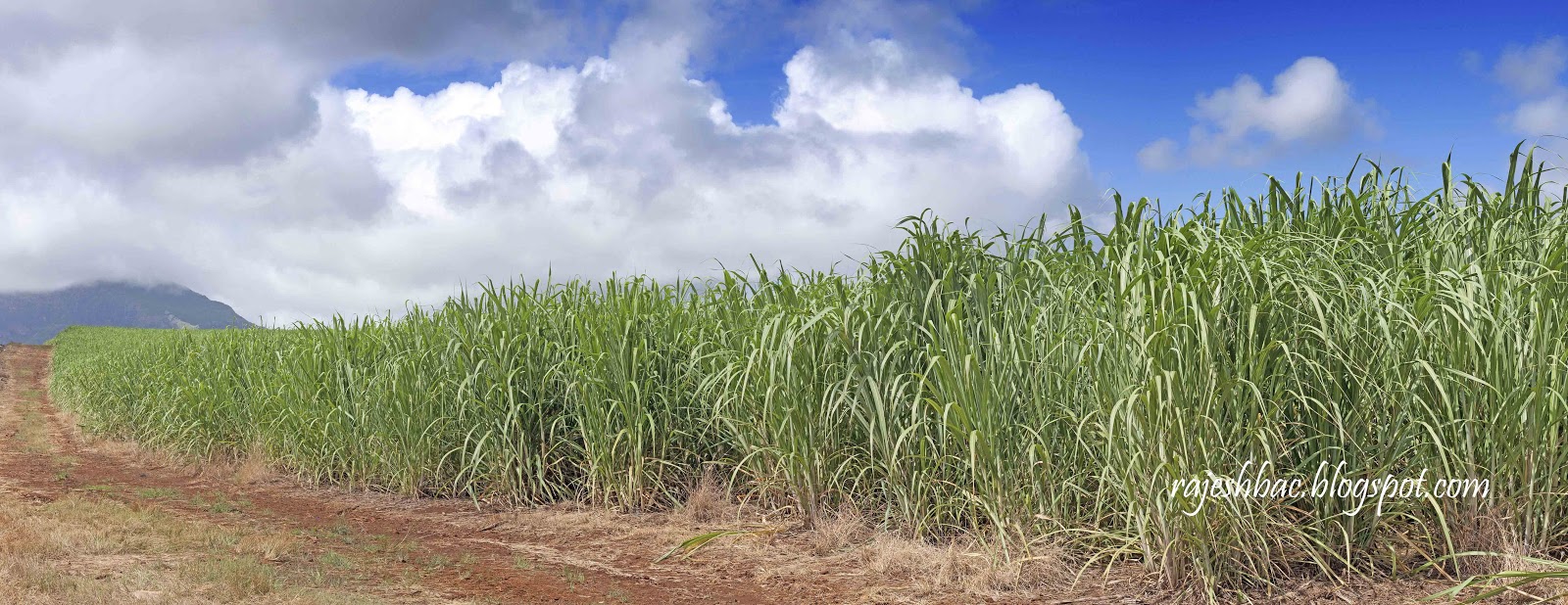 bachoophotography: Panoramic view of sugarcane field in Mauritius