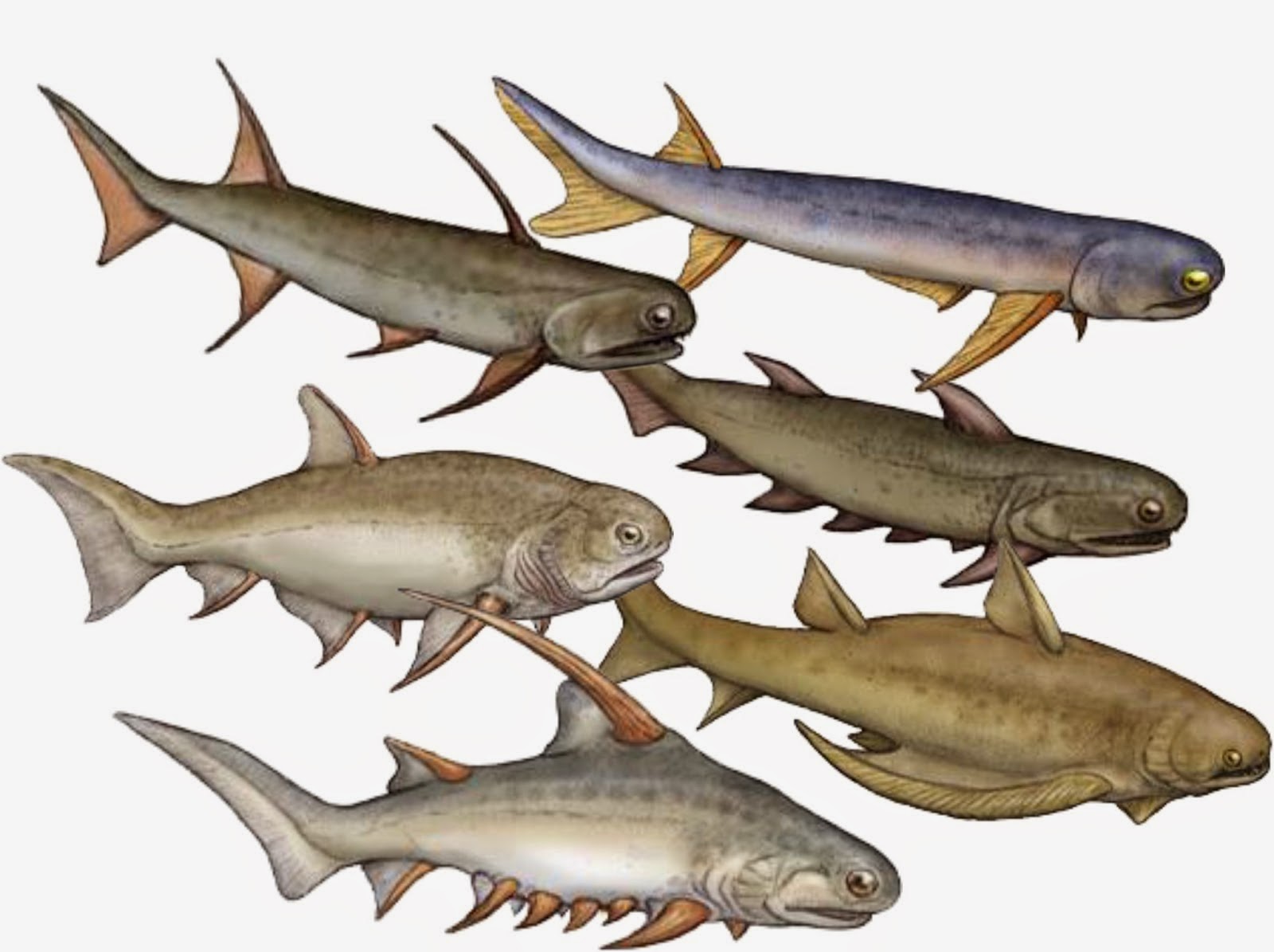 Ciencias de Joseleg: 12 EL CRÁNEO DE LOS PRIMEROS PECES