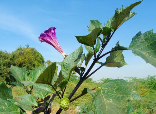 Did you know? Importance of DHATURA/Datura metel