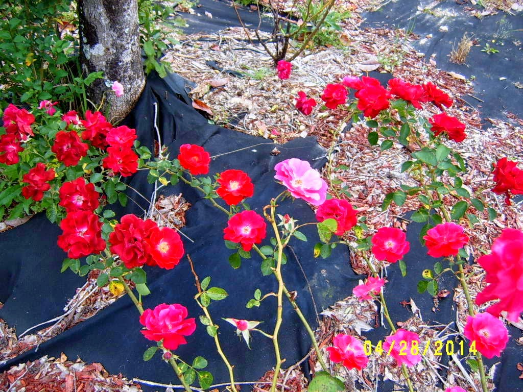 Alabama Rose and Flower Garden from a Non-Green Thumb: Oh My, are the ...