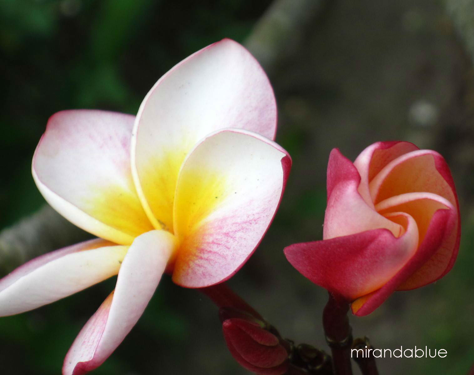 Live in the Moment: Pink Kalachuchi