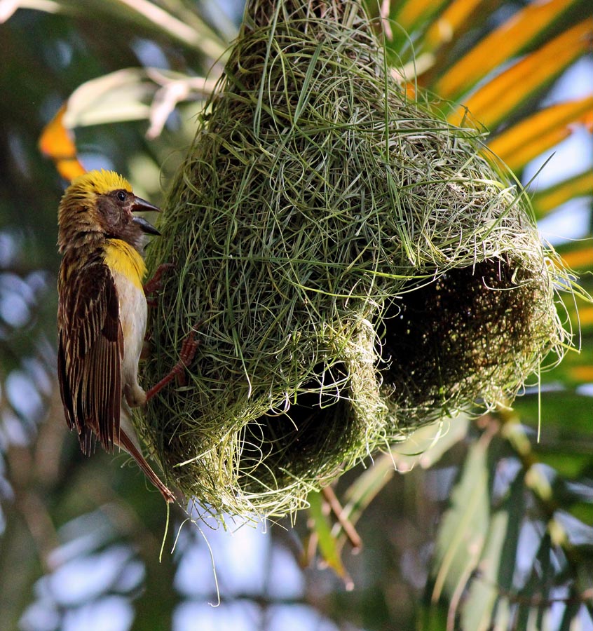 Stock Pictures: Weaver Birds Images