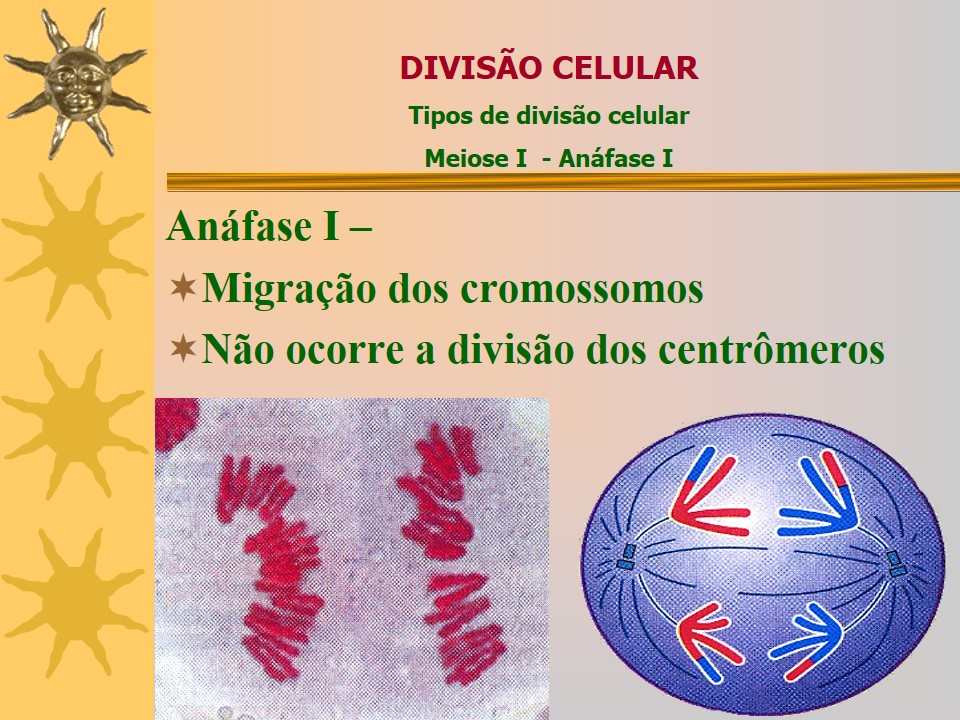 Professor Jimmy Oliveira: Assunto da Prova I - Capítulo 14 - Divisão ...