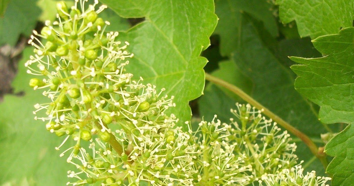 A videira tem flor? 🌼