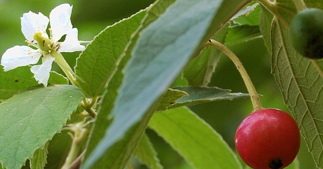 Mengenal Lebih Dalam Kersen, Buah Pengingat Masa Kecil - Ayo Bertani