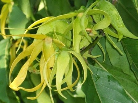 Informasi Hewan dan Tanaman : Bunga Kenanga