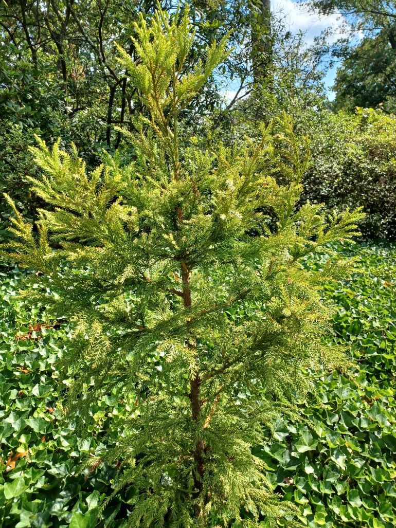 Future Plants by Randy Stewart: Cryptomeria