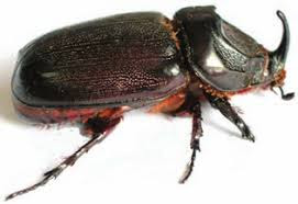 Baharu: KUMBANG BADAK BERTANDUK TUNGGAL