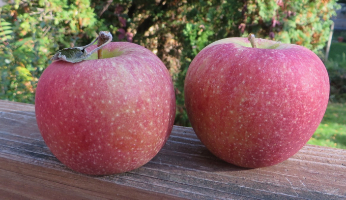 Tree-fresh Braeburn apples - Adam's Apples