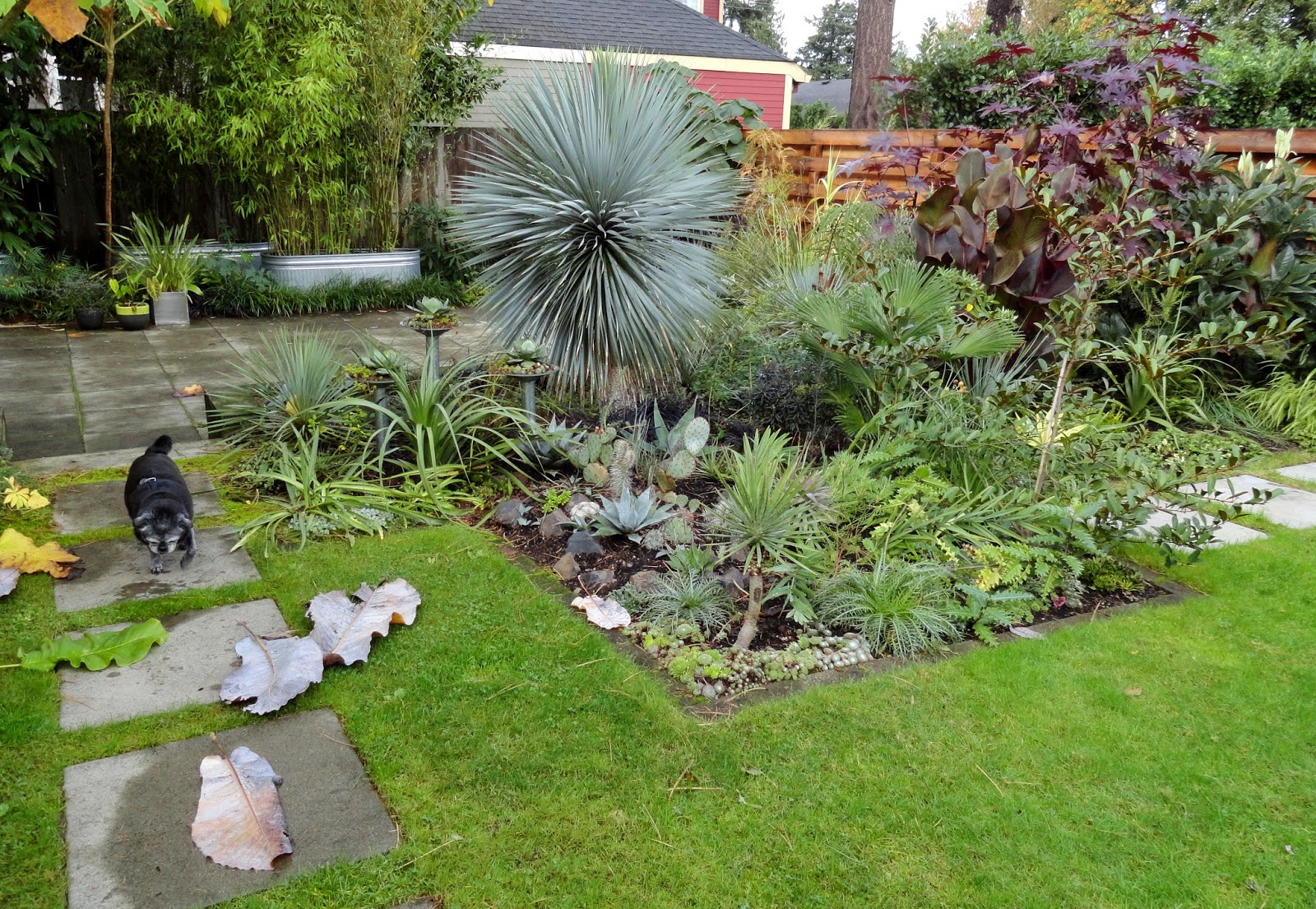 danger garden: Our Yucca rostrata collection earns the weekly title as ...