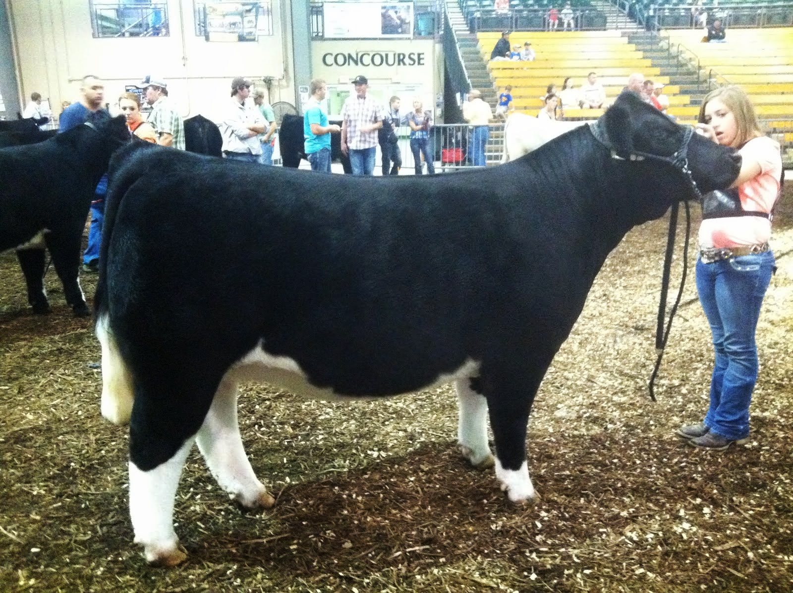 DIAMOND G CATTLE CO.: Ohio State Fair - Open Chi Show