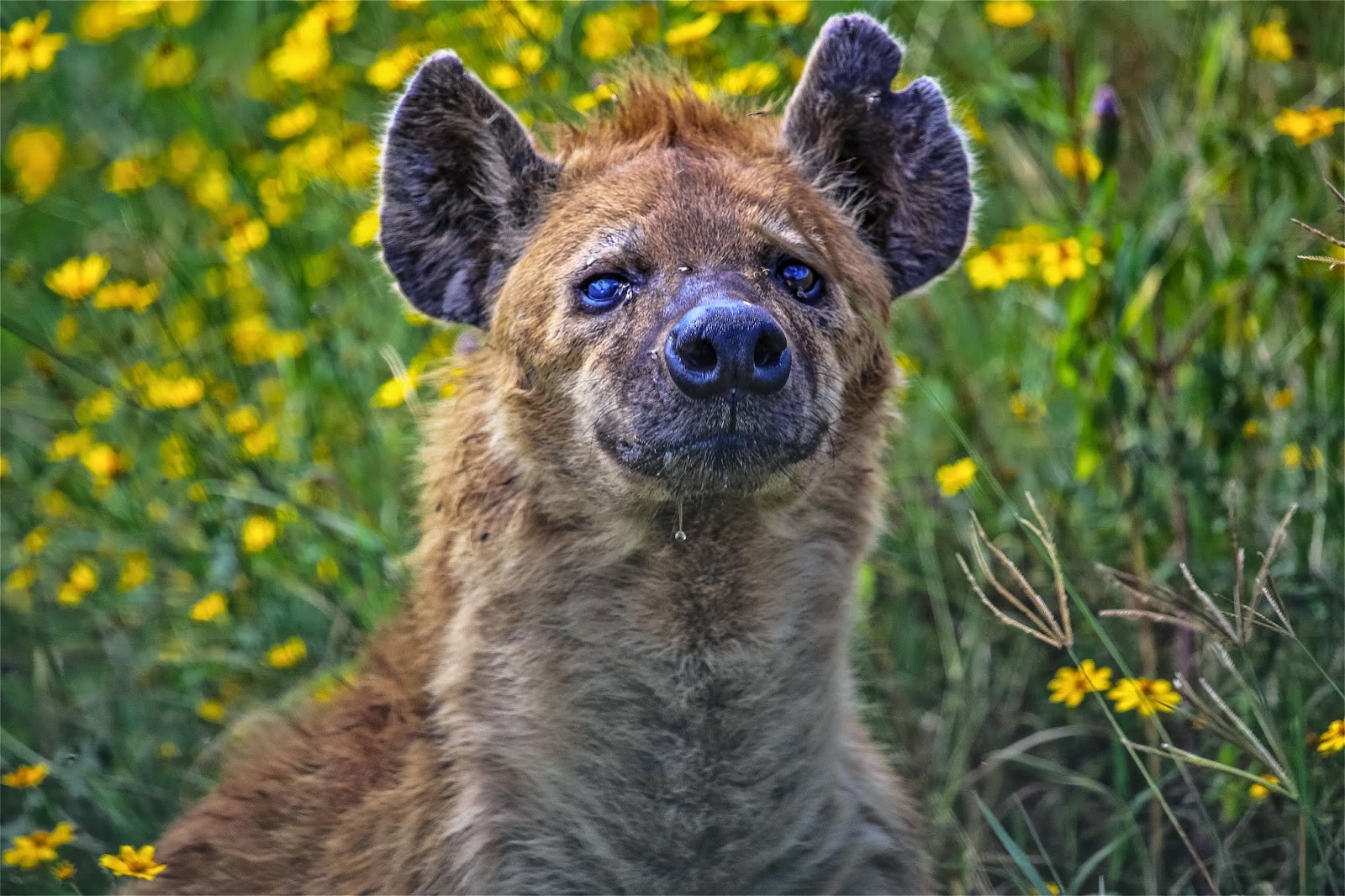 Cannundrums: Spotted Hyena