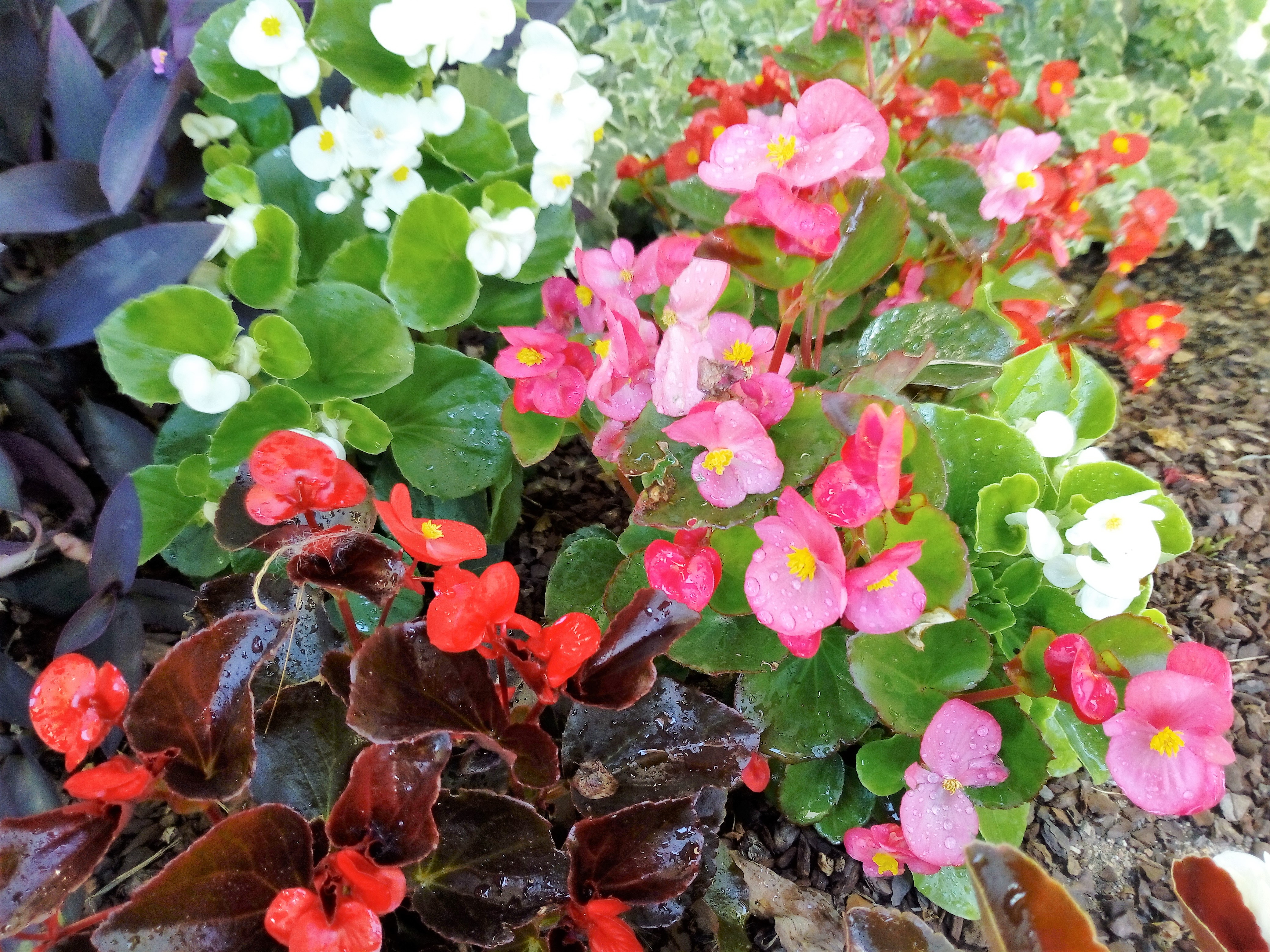 Begonia o flor de azúcar (Begonia semperflorens L.).