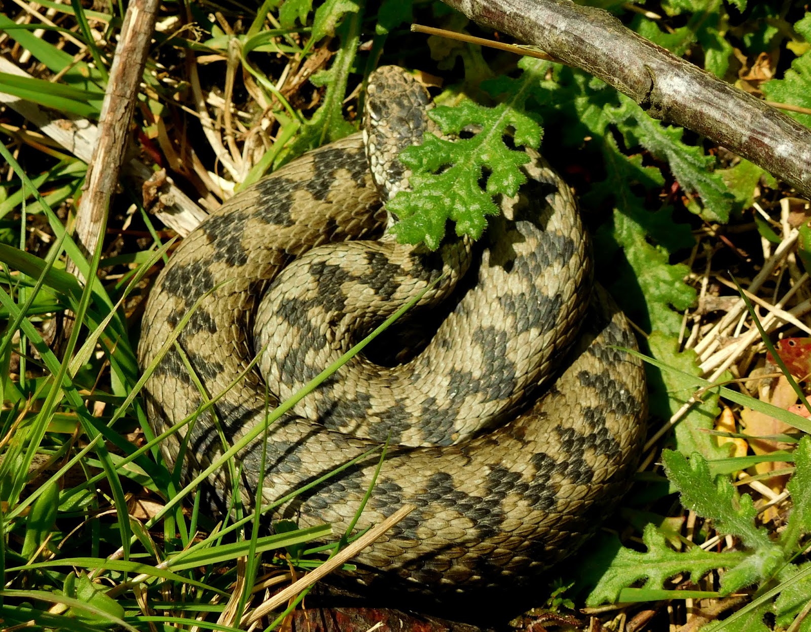 MERSEA WILDLIFE: BASKING ADDER