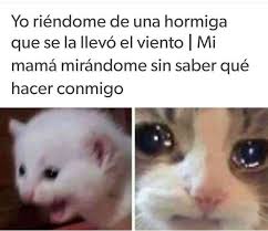 los mejores memes de gatos llorando | nada de relleno - puntomeme