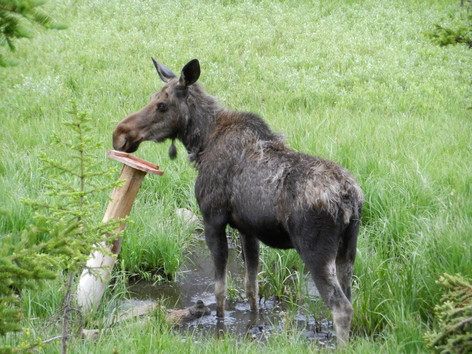Treasuring It Up: Moose Are Strange