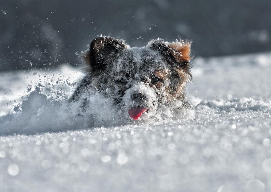 Mágicas Fotografías de Animales en Invierno - Portal ¿Que Pasa?
