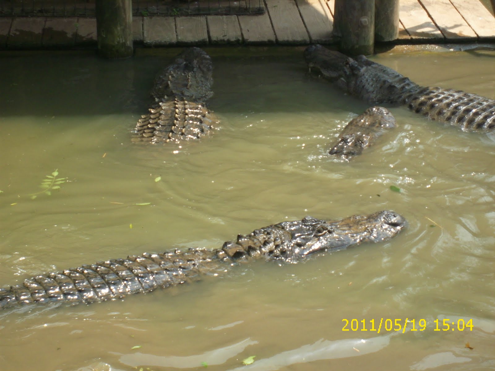 Rendla Ramblings: Louisiana- Alligator Farm