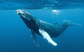 Morfología de las ballenas