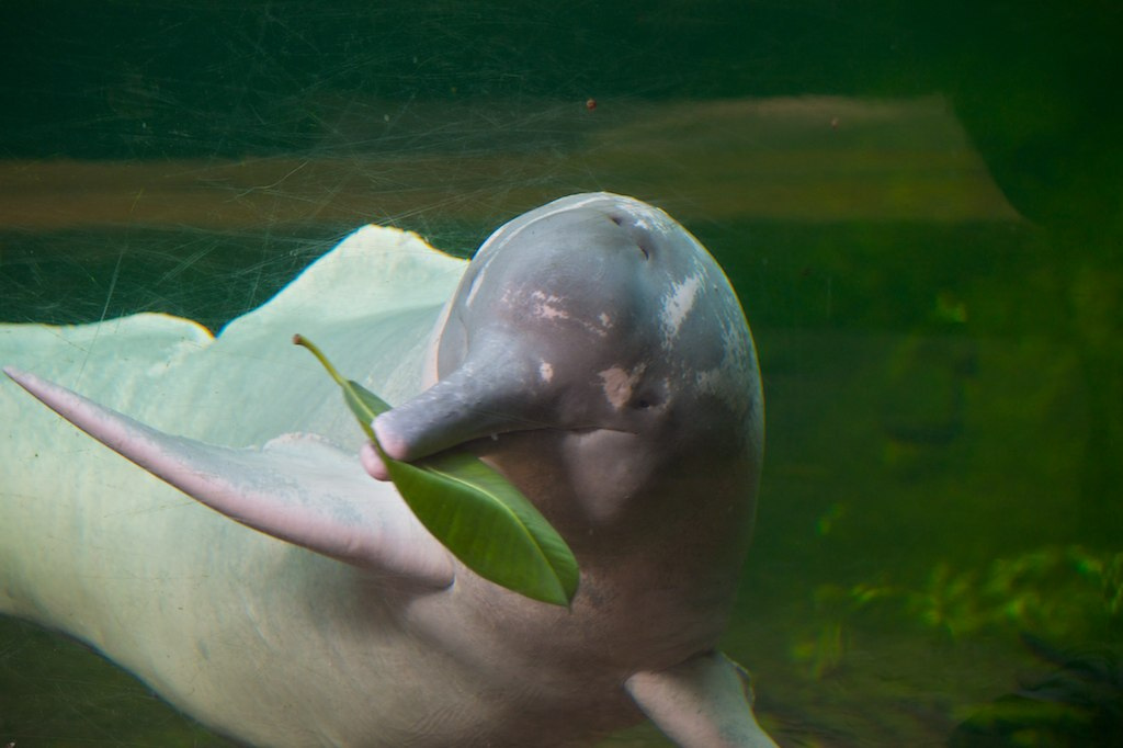 The Multicolored Diary A Is For Amazon River Dolphins Folktales Of the-multicolored-diary-a-is-for-amazon-river-dolphins-folktales-of