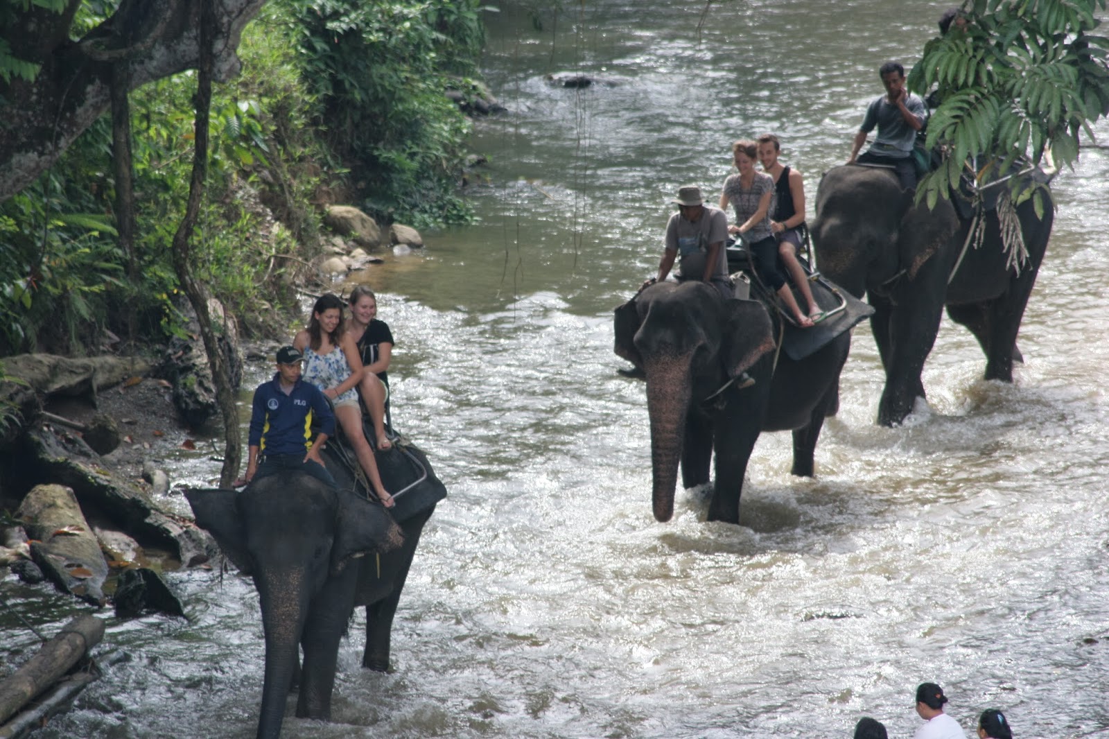 Wisata Gajah di Taman Nasional Way Kambas Lampung - Heri Jaya