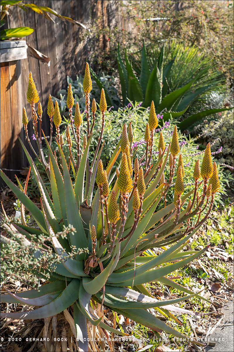 All our aloes want is some ☀️