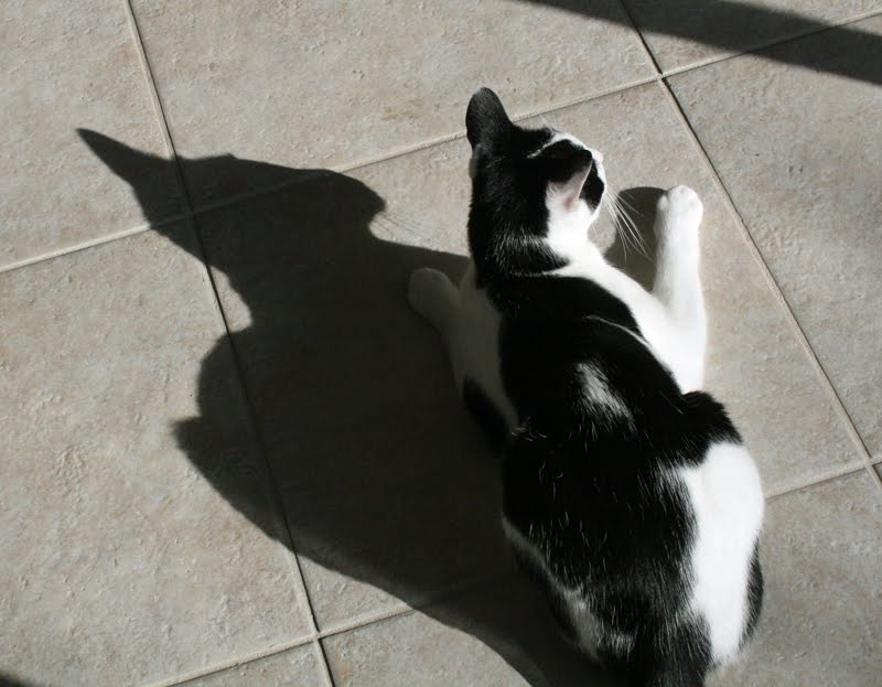 A Shadow of My Cat ~ Pretty Cat's