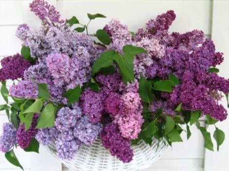 Flowers Design by Ana: Despre Liliac