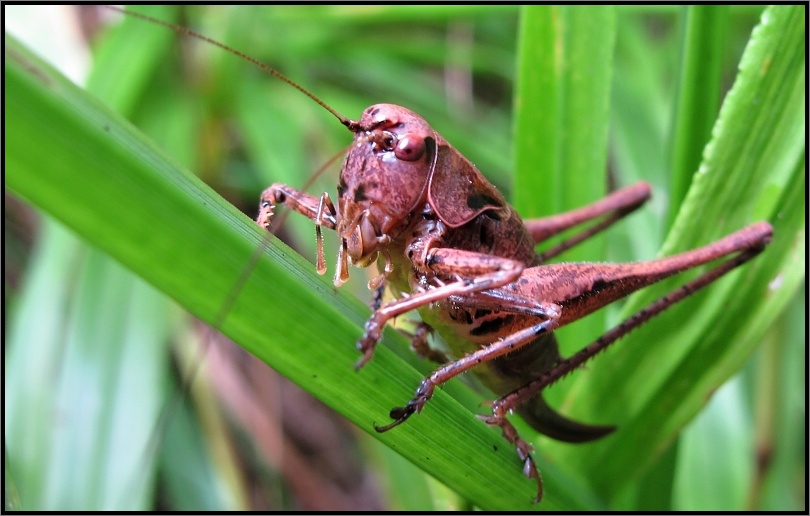 ROCOPLAYA ... o cestování: července 2011