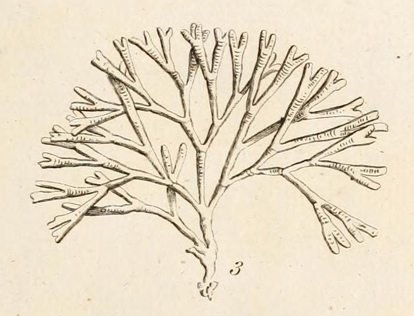 Earth and Space News: Kauna'oa Hawaiian Red Algae Affirm Aspects of ...