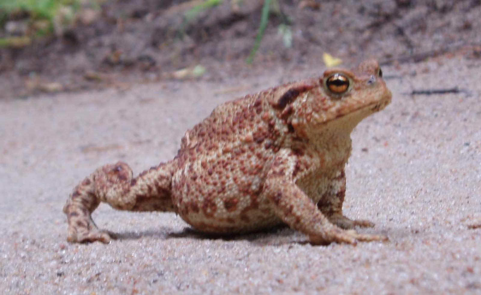 Warmińsko-Mazurski Uniwersytet Młodego Odkrywcy 2.0: Czym się różni ...