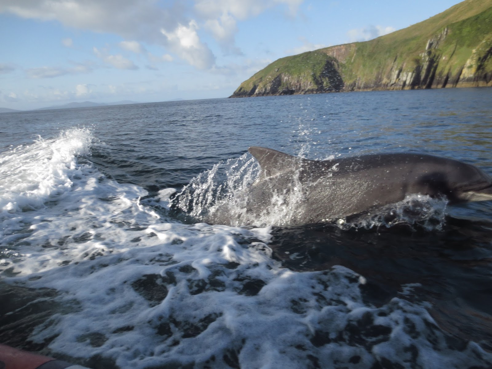 My trip to Ireland: Fungie the dolphin - Dingle (part 1)