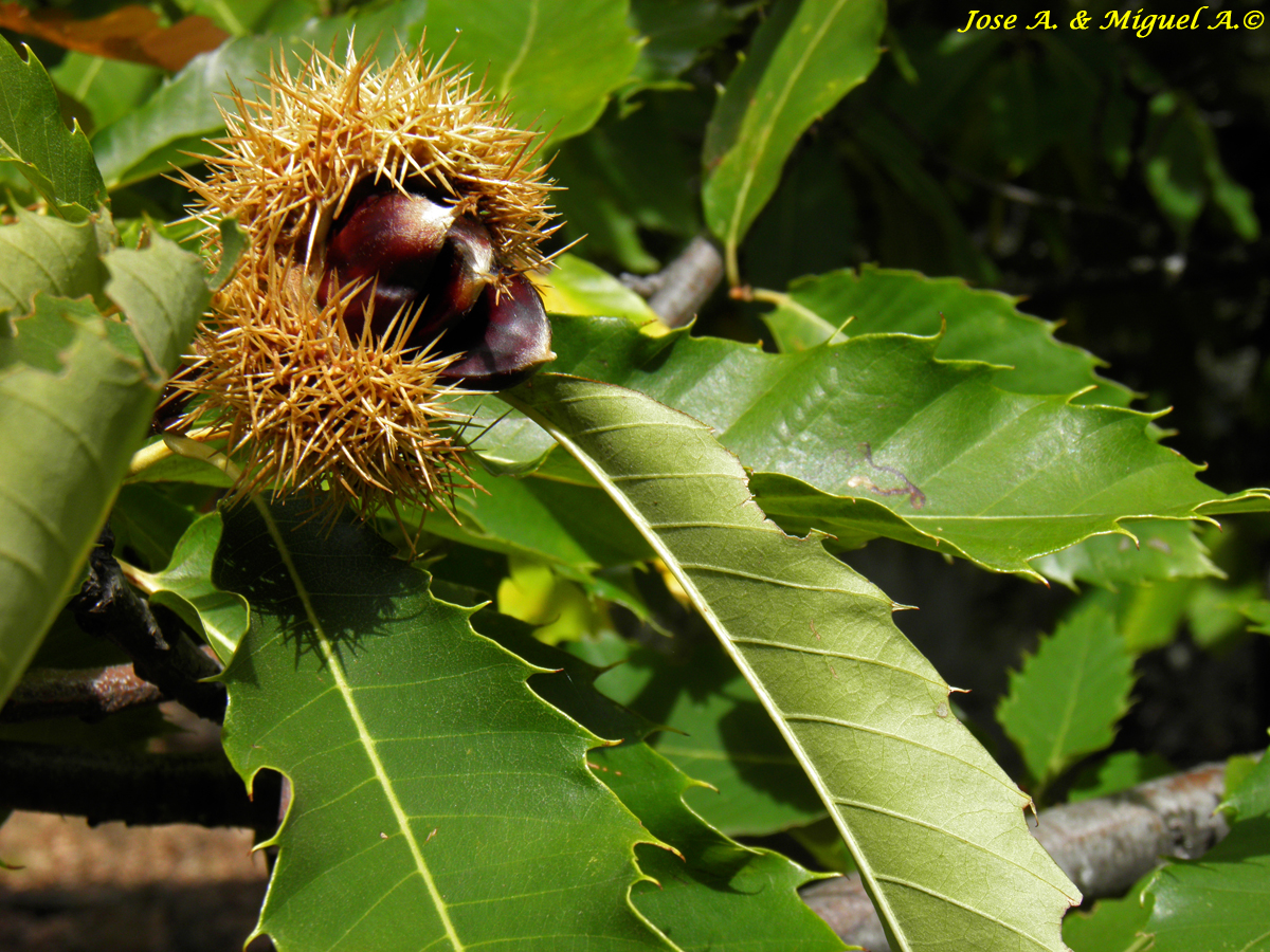 Flora, Fauna y Paisajismo del Suroeste Salmantino: Tiempo de castañas ...