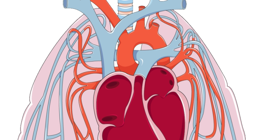 Interacción cardiopulmonar 2: Ventilación mecánica y corazón