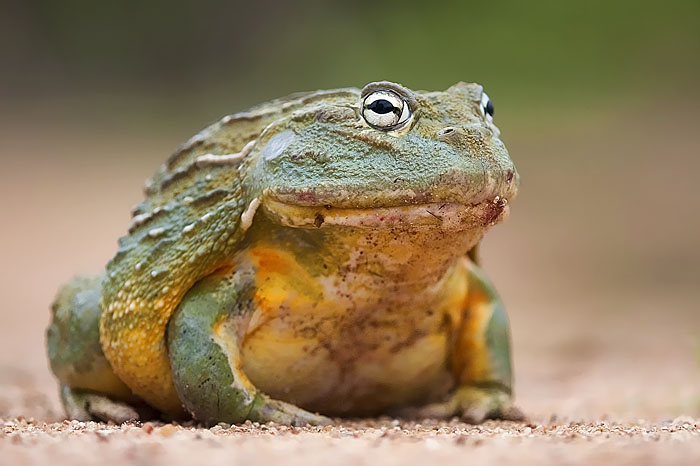 The Life of Animals: June 2012