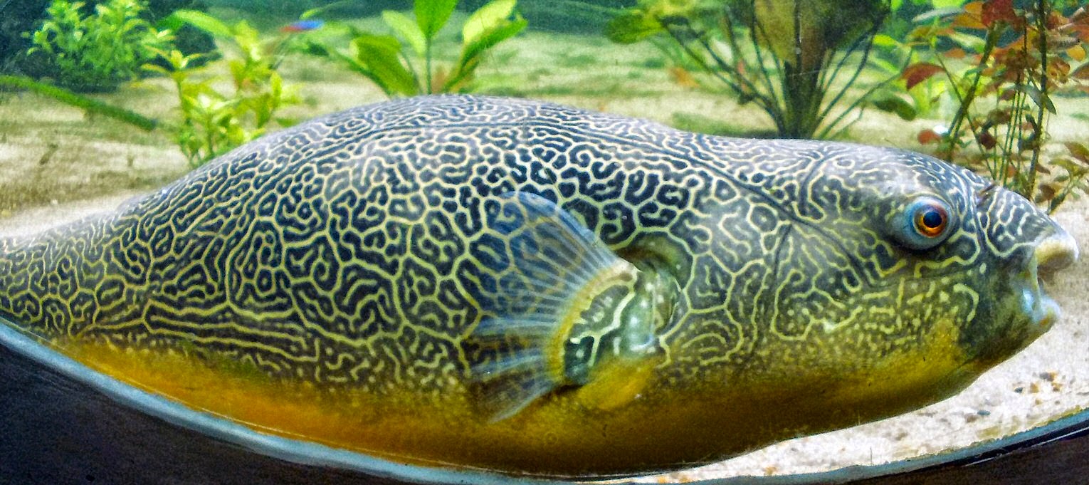 PUFFER FISH photos - wallpapers (ανανεωμένο) | the fun bank
