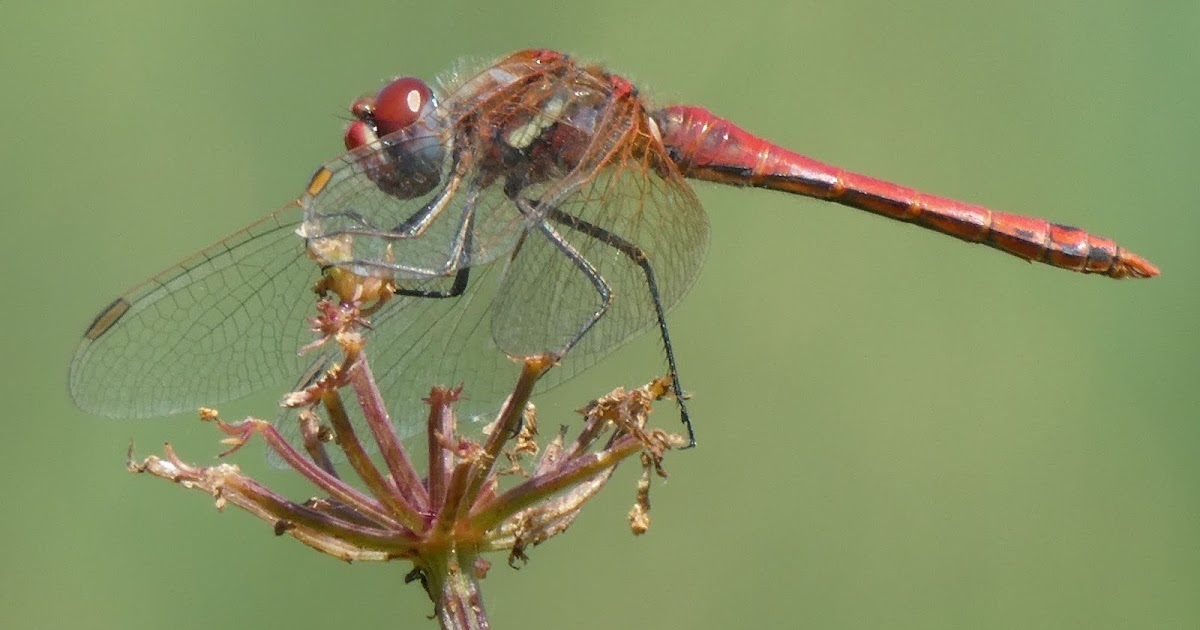 Backward Birding: Red-veined Darters At Clennon