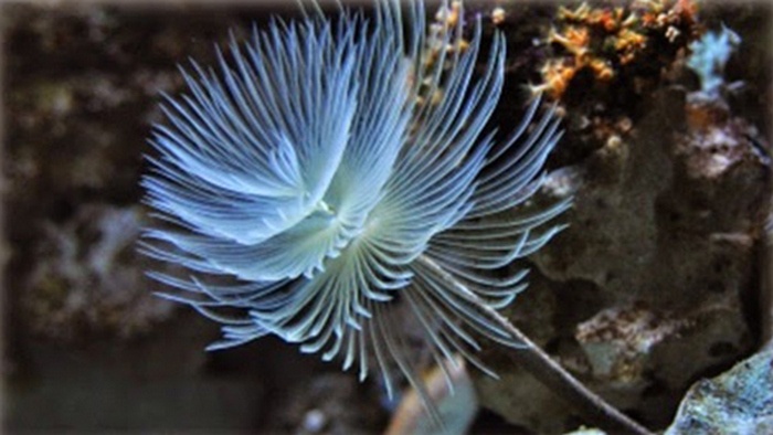 Jenis Cacing-Cacing Cantik Dalam Tabung Akuarium - niadi.net