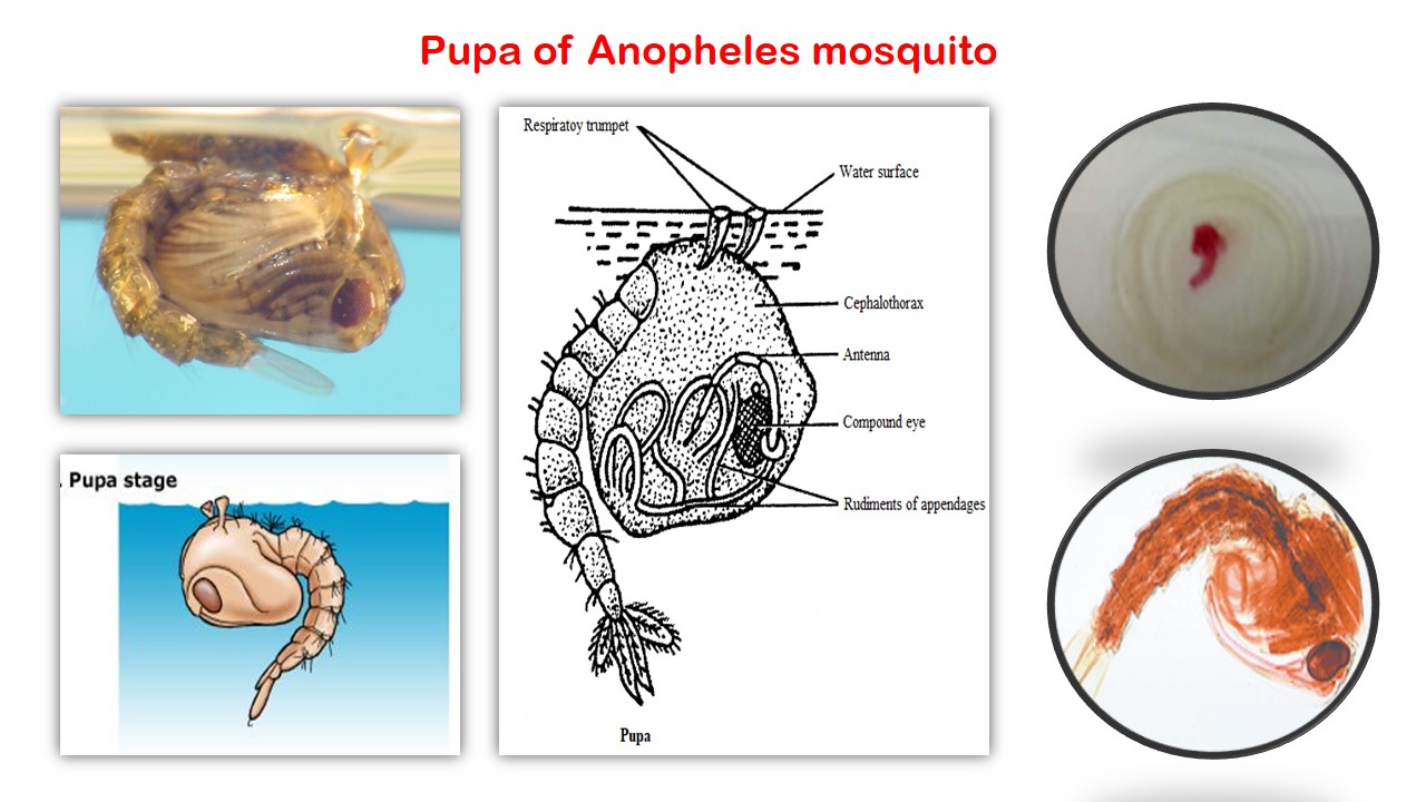 Spotters in "Environment and Health: Mosquitoes- Anopheles" for CFM ...
