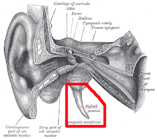 Apófisis Estiloides. Apoyar el teléfono entre cabeza y hombro | Trolas ...