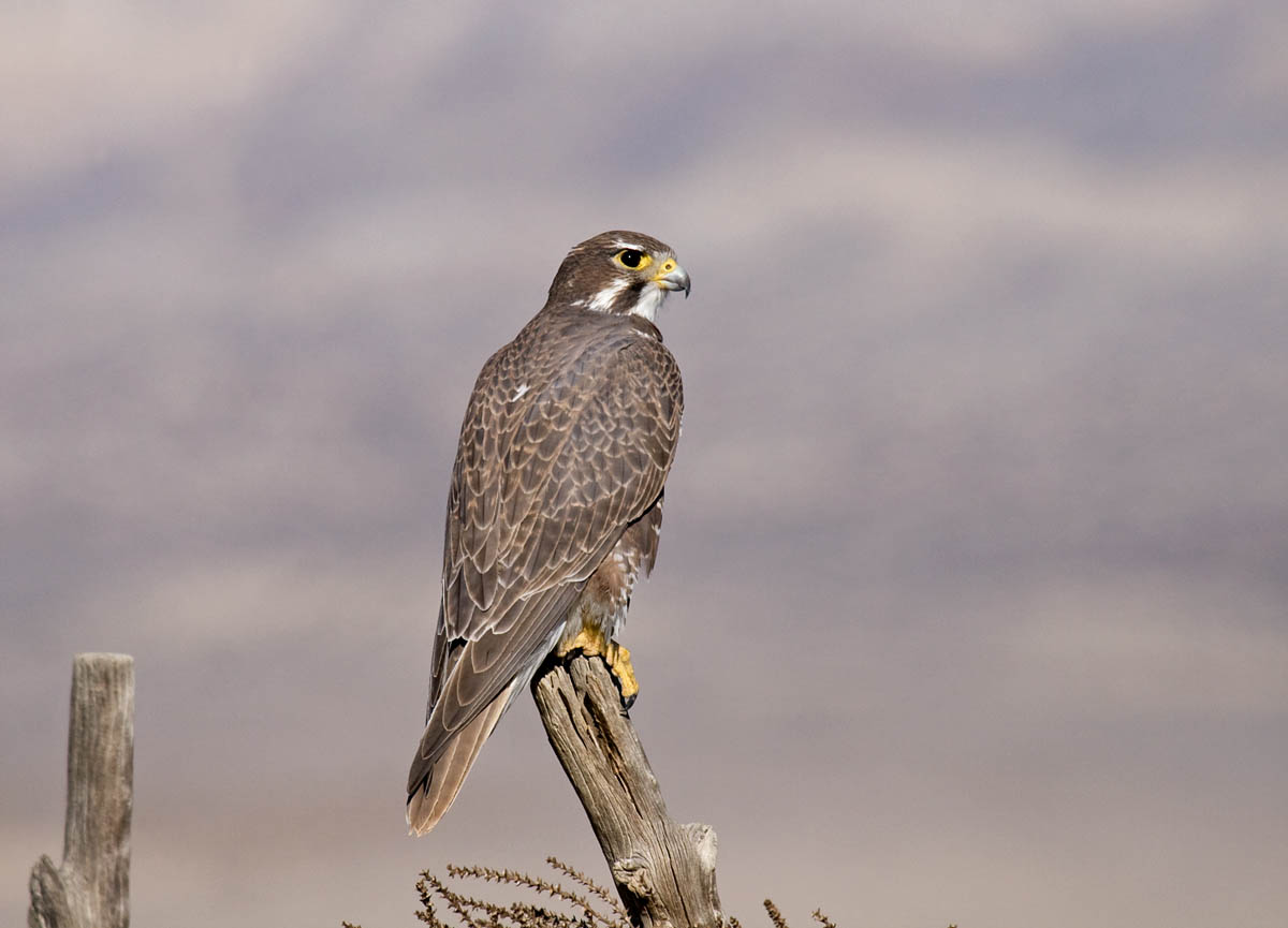 Close encounter with a Prairie Falcon on the Carrizo Plain - Greg in ...