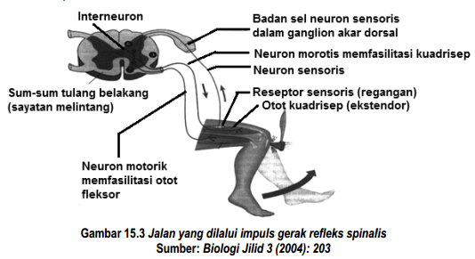 SISTEM SARAF PADA MANUSIA