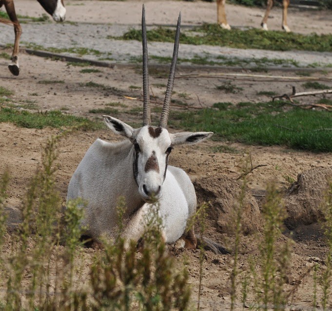 ZOOTOGRAFIANDO (6.100 ANIMALS): ORIX DE ARABIA / ARABIAN ORYX (Oryx ...