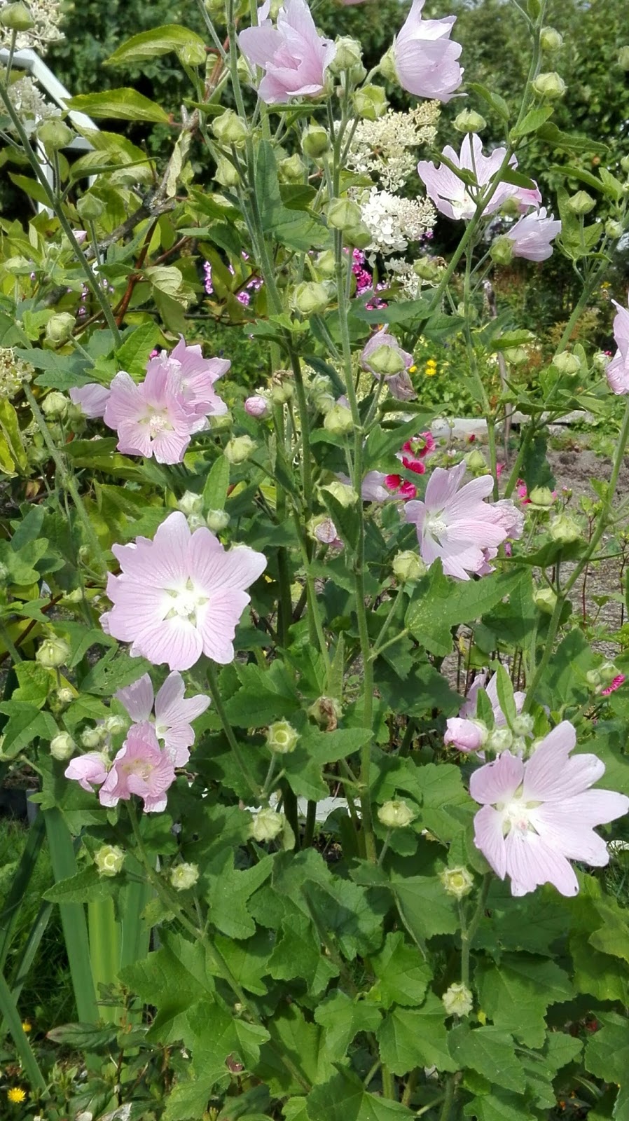 Kronjuvelen: Blomsterprakt i Vallgård