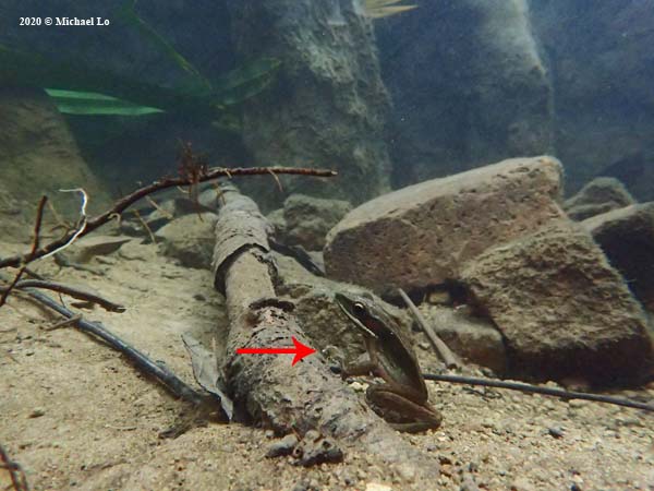 The rainforests of Borneo & Southeast Asia: Underwater world of Sarawak ...