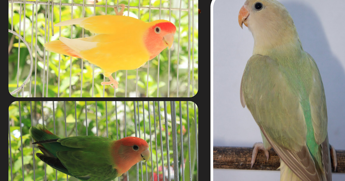 Wattabird Understanding The Peach Faced Lovebirds Mutations Part 2 Of